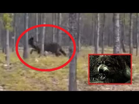 Skinwalker Creature Caught on Camera near Skinwalker Ranch in Utah ...