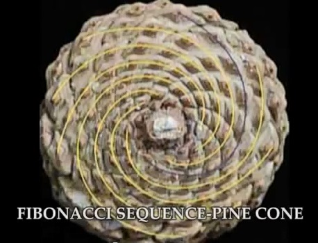 Pineal Gland Secrets | Beyond Science