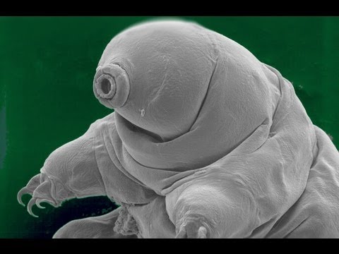 6 Almost Immortal Animals – www.VoyageGroup.in