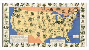 A Medicinal Plant MAP That Should Be in Your Survival Kit | Alternative ...