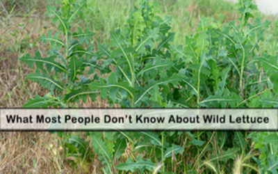 What Most People Don’t Know About Wild Lettuce | Alternative | Before ...