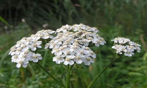 Yarrow (Achillea millefolium) and its Traditional Use by Native ...
