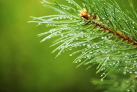 Turn Pine Tree Branches Into An Effective Water Filtration System ...