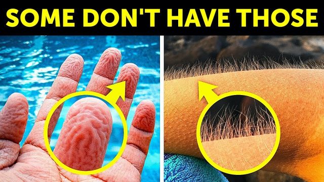 60 Plus Weird Body Facts to Nail Your Biology Class (Video) | Science ...