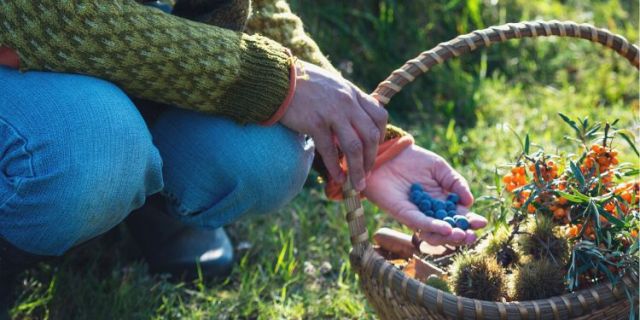 Foraging In Autumn: 10 Edible And Medicinal Plants You Need To Forage ...
