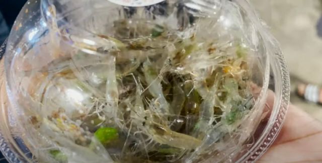 Dancing Shrimp – Thailand’s Liveliest Dish Literally Jumps Off the ...