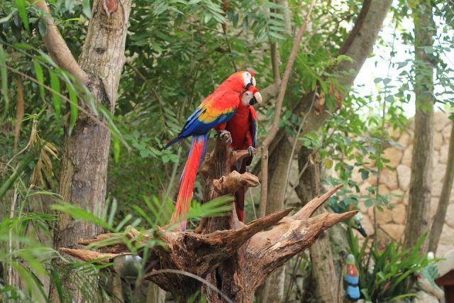Rainforest Plants and Animals - 7 Amazing Rainforest Animals | Animals ...