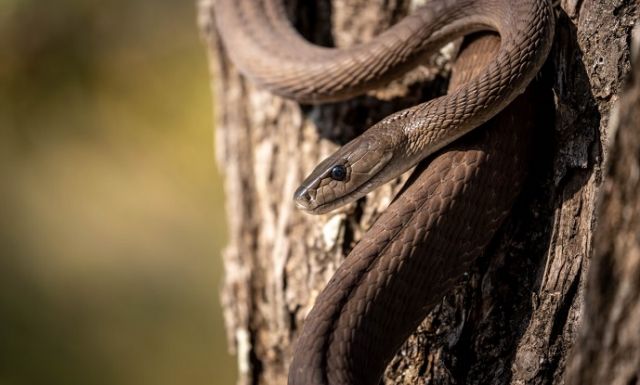 How Brian Sheth and Leonardo DiCaprio Are Saving Snakes | Business ...