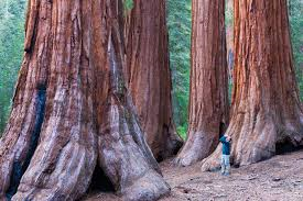 Pre-Flood Trees: Organic Skyscrapers Consumed By The Nephilim | Beyond ...