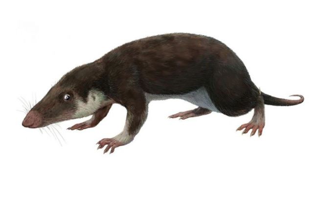 Mysterious Ancestor Of All Mammals Identified Through Genome ...