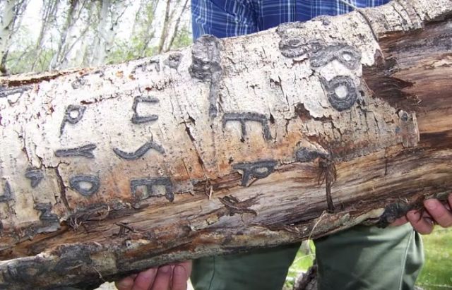 Arborglyphs – Basque Immigrant Sheepherders Left Their Marks On Aspen ...