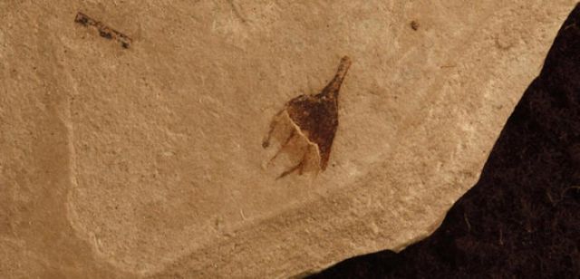 Forgotten Colorado Fossils May Rewrite Plant Evolutionary History ...