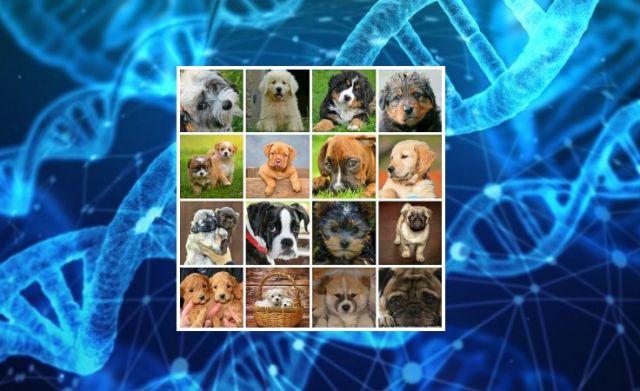 DNA Sheds Light On Ancient History Of Dogs All The Way To The Ice Age ...