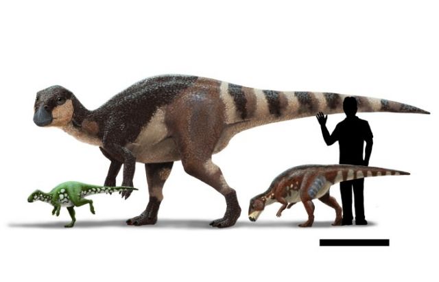 Meet Europe’s Enigmatic Dinosaurs – The Late Cretaceous Rhabdodontids ...