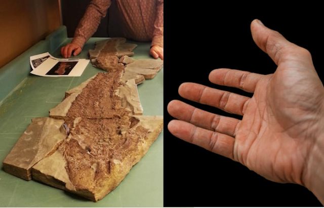 Extraordinary Fossil Evidence Human Hand Evolved From Fish Fins ... Extraordinary Fossil Evidence Human Hand Evolved From Fish Fins ...
