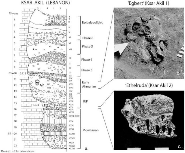Re-Discovered Ancient Ksâr ‘Akil Fossils Shed New Light On Human ...