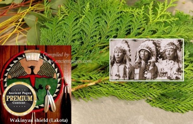 Cedar – Sacred Tree With Medicine Power In Native American Beliefs ...