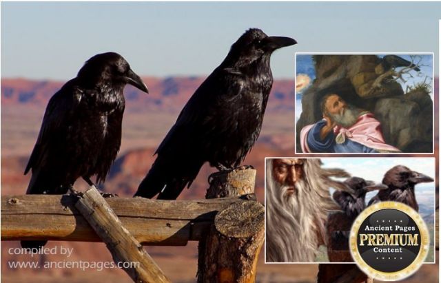 Raven: Uncommonly Intelligent Bird, Symbol Of Providence, Wisdom And ...