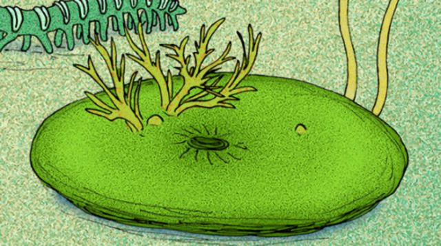 Rare 518-Million-Year-Old Fossils Of An Unusual-Looking Animal Fill A ...