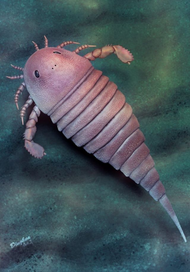 Earliest Sea Scorpion From China Found In End-Ordovician Anji Biota In ...