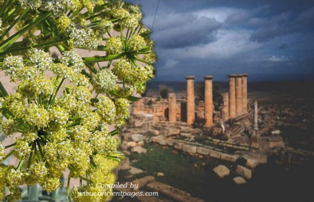 Silphium – Remarkable Ancient Herb That Mysteriously Vanished | Science ...