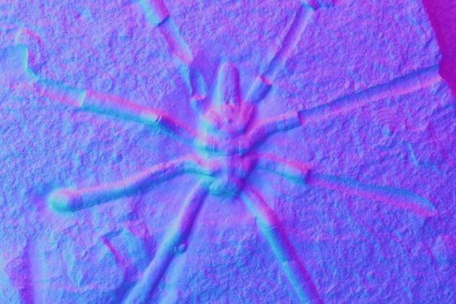Extremely Rare Fossils Of 160-Million-Year-Old Sea Spider And Its ...