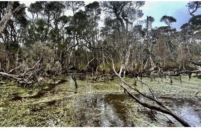 Earliest Evidence Of Humans Using Fire To Shape The Landscape Of ...